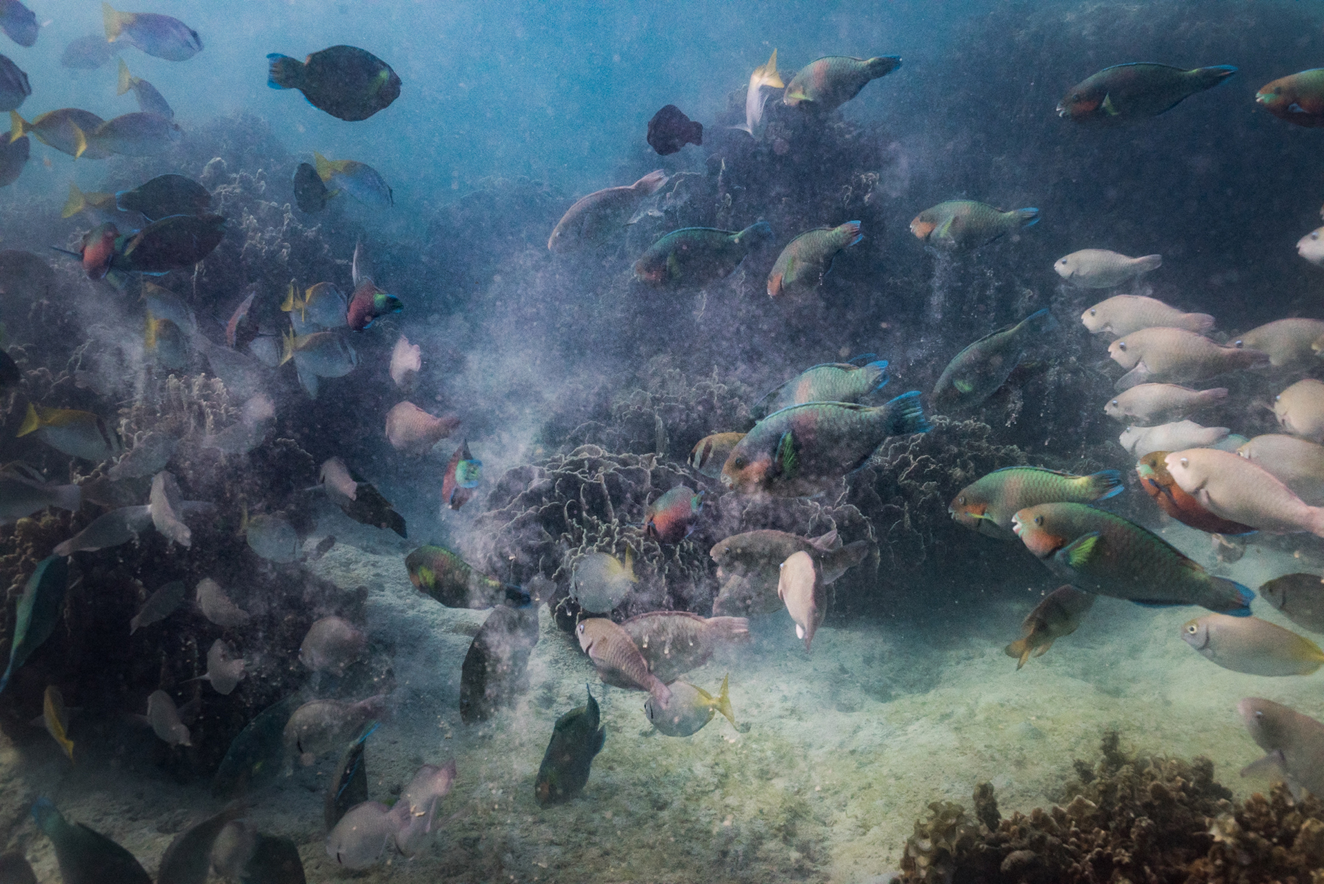 Visualizing the Climate Crisis: Ocean Acidification - Everything Is ...